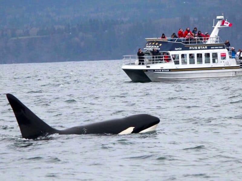 Top 10 Best Whale Watching Tours in Victoria, BC (Local’s Guide)