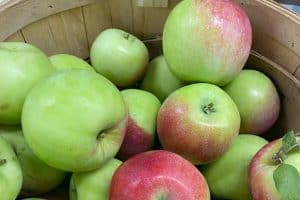 11 Best Places To Go Apple Picking in Rhode Island