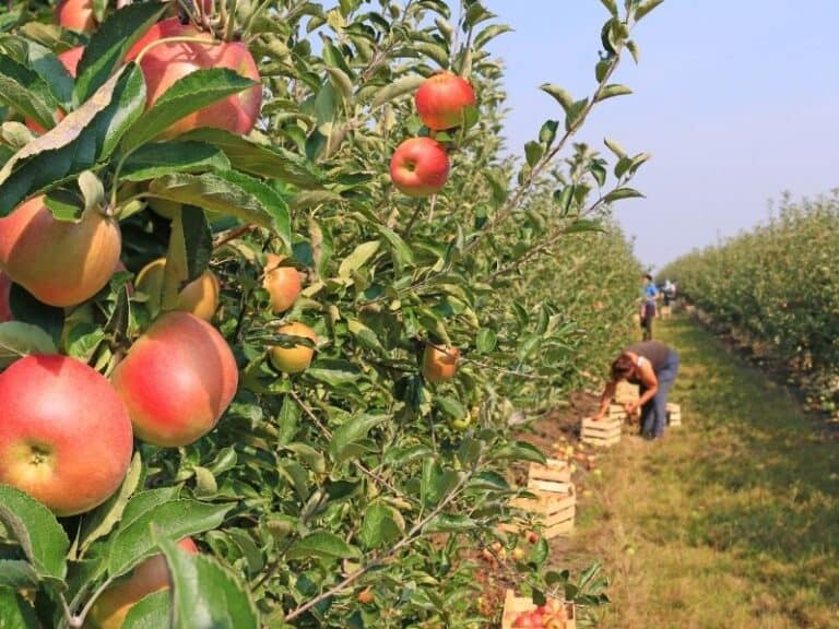 11 Best Places To Go Apple Picking in Rhode Island