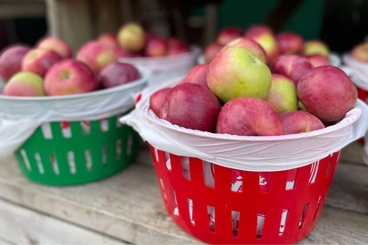 11 Best Places To Go Apple Picking in Rhode Island