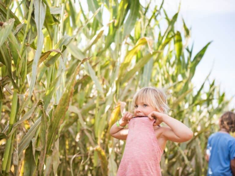 10 Best Corn Mazes in Rhode Island: Play it by Ear & Escape!