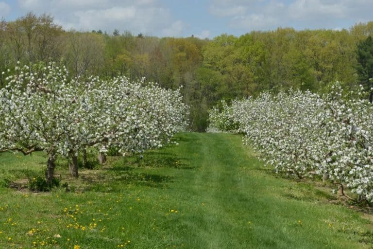 11 Best Places To Go Apple Picking in Rhode Island
