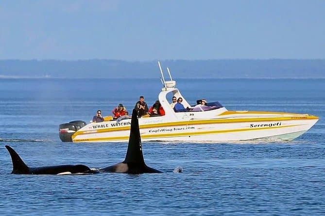 Top 10 Best Whale Watching Tours in Victoria, BC (Local’s Guide)