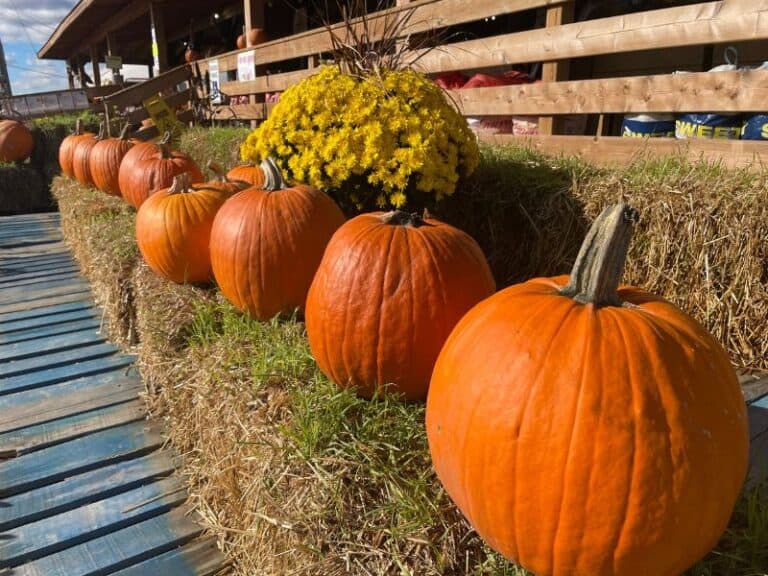 21 Fun Things to do with Kids in Rhode Island in Fall