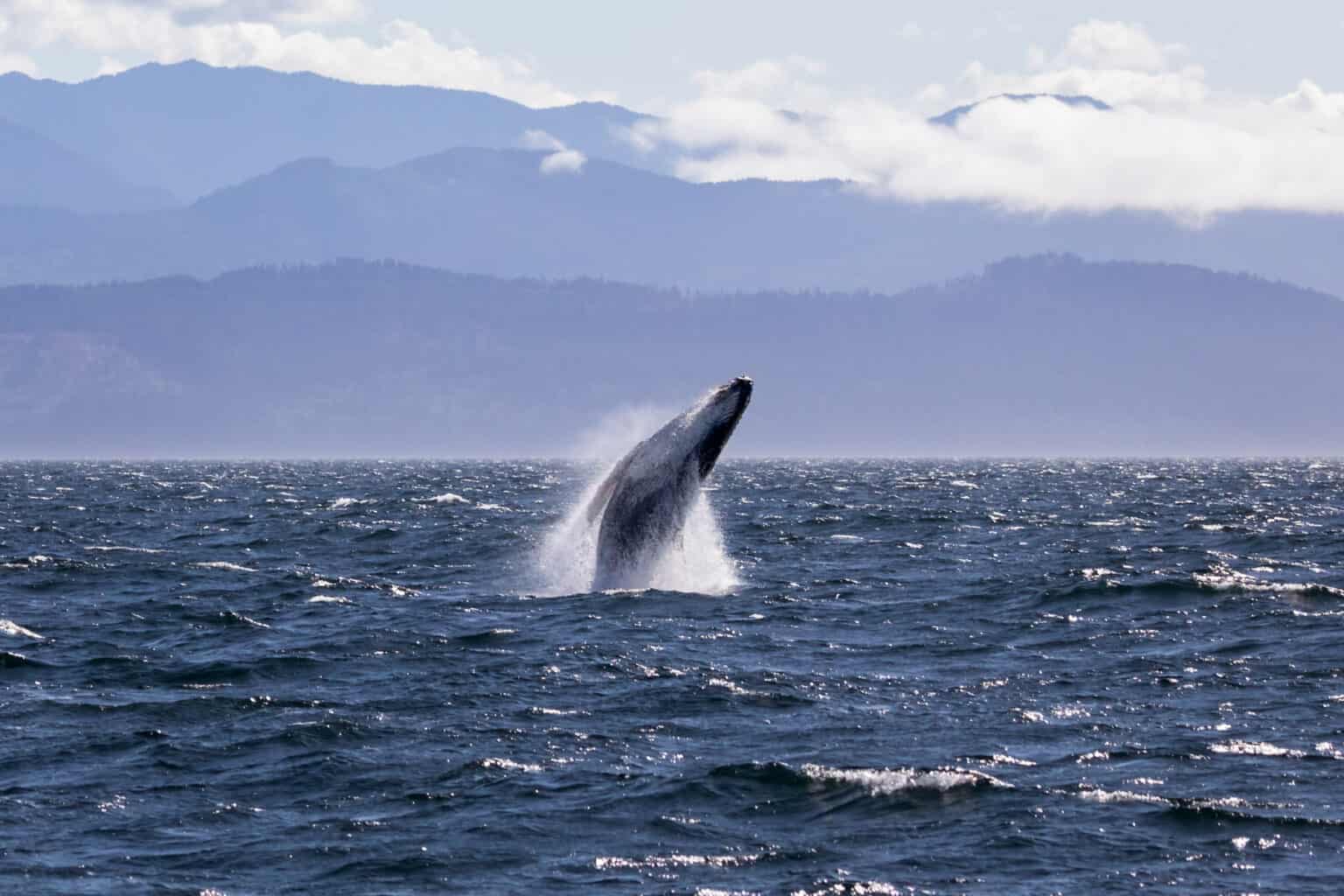 10 Best Whale Watching Tours in Victoria, BC: Comprehensive Local’s Review