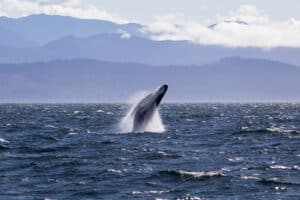 10 Best Whale Watching Tours in Victoria, BC: Comprehensive Local’s Review