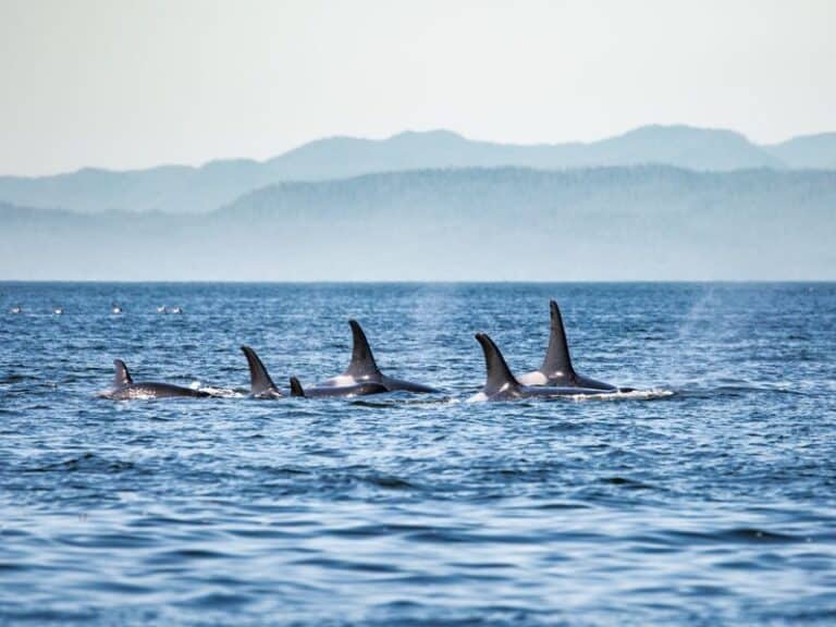 10 Best Whale Watching Tours in Victoria, BC: Comprehensive Local’s Review