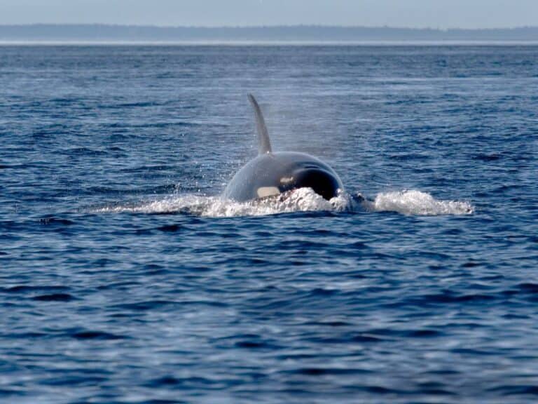 10 Best Whale Watching Tours in Victoria, BC: Comprehensive Local’s Review