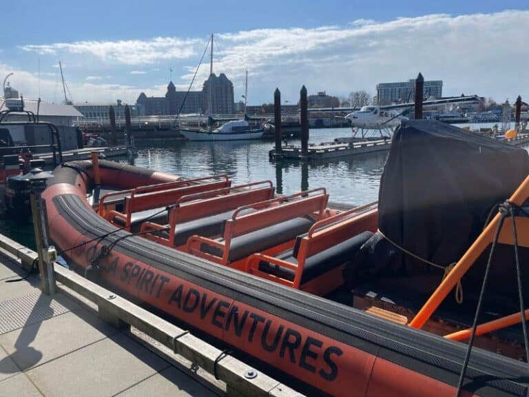 10 Best Whale Watching Tours in Victoria, BC: Comprehensive Local’s Review