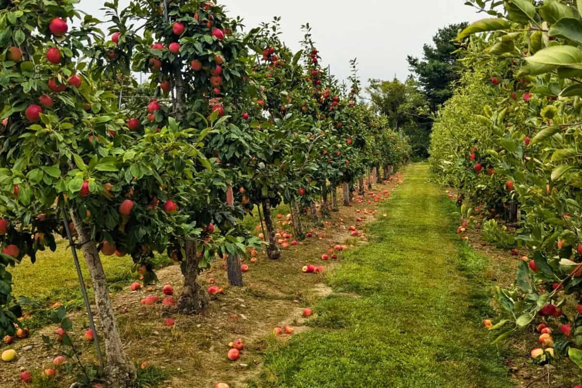 11 Best Places To Go Apple Picking in Rhode Island