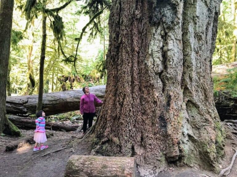 Ultimate Vancouver Island Bucket List: A Local’s Guide